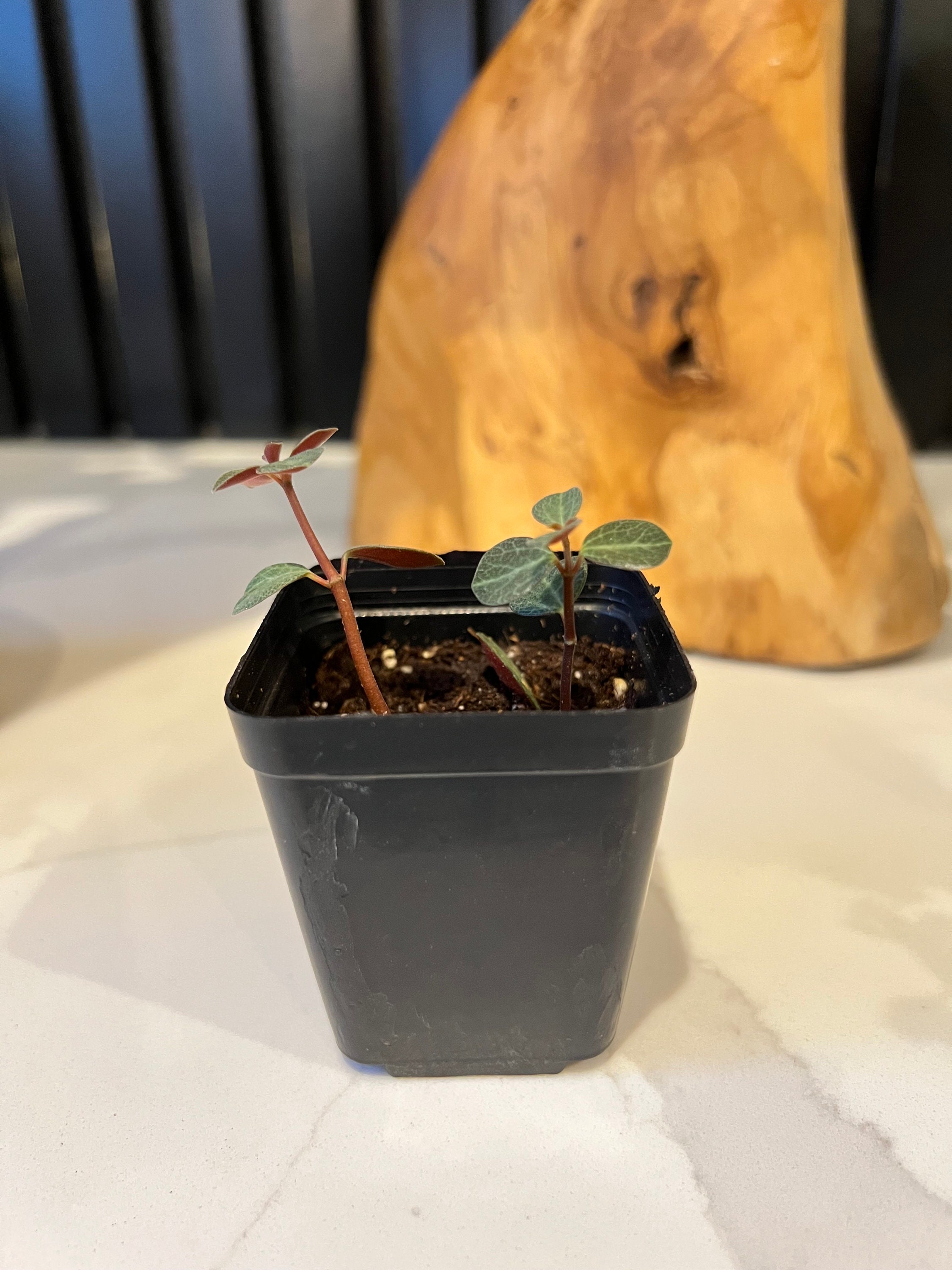 Red Log Plant peperomia Verticillata Live Starter House Plant - Etsy