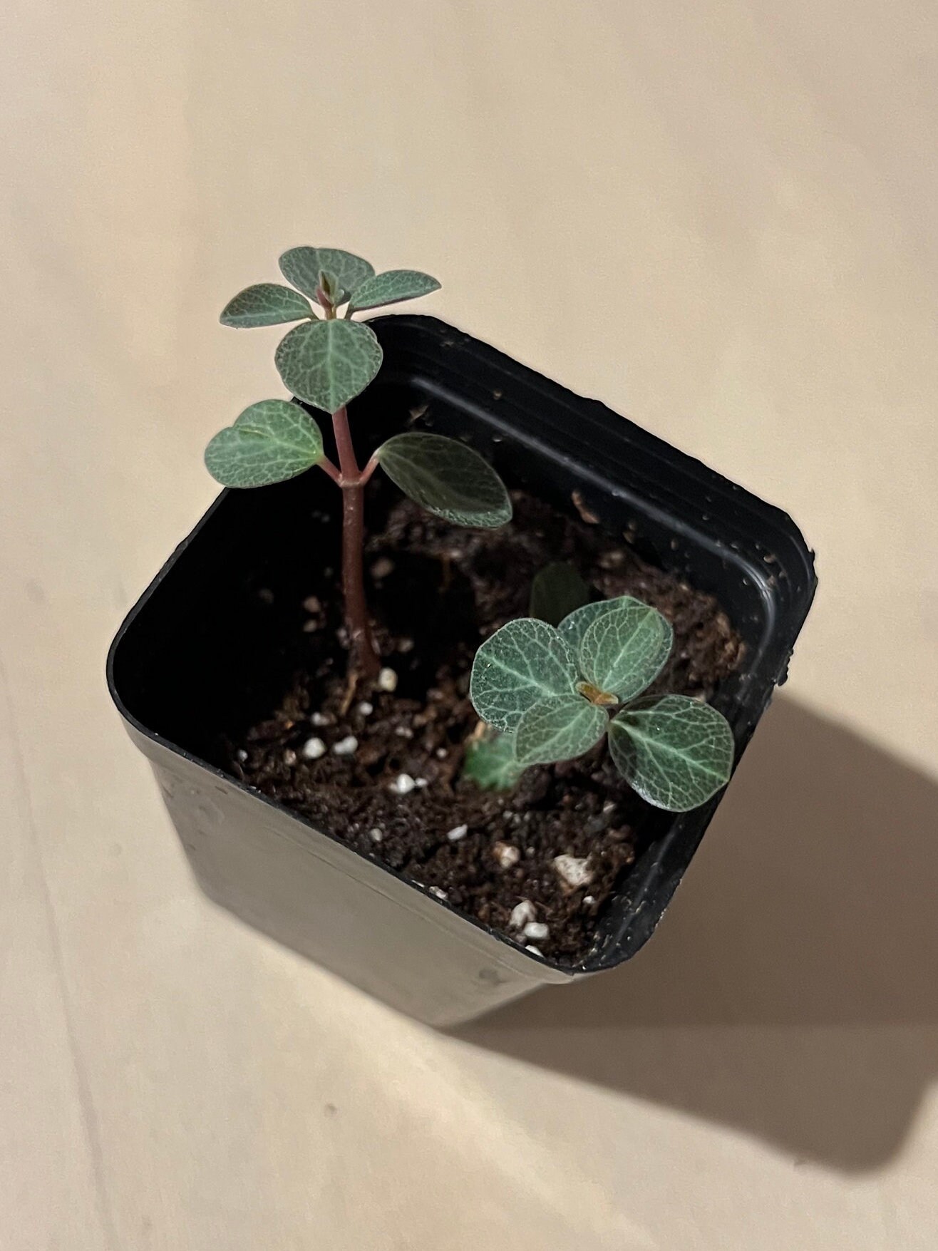 Red Log Plant peperomia Verticillata Live Starter House Plant - Etsy