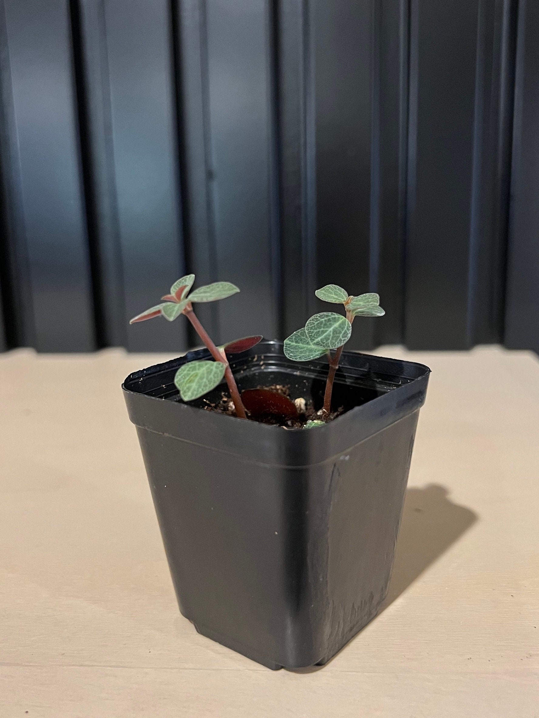 Red Log Plant peperomia Verticillata Live Starter House Plant - Etsy