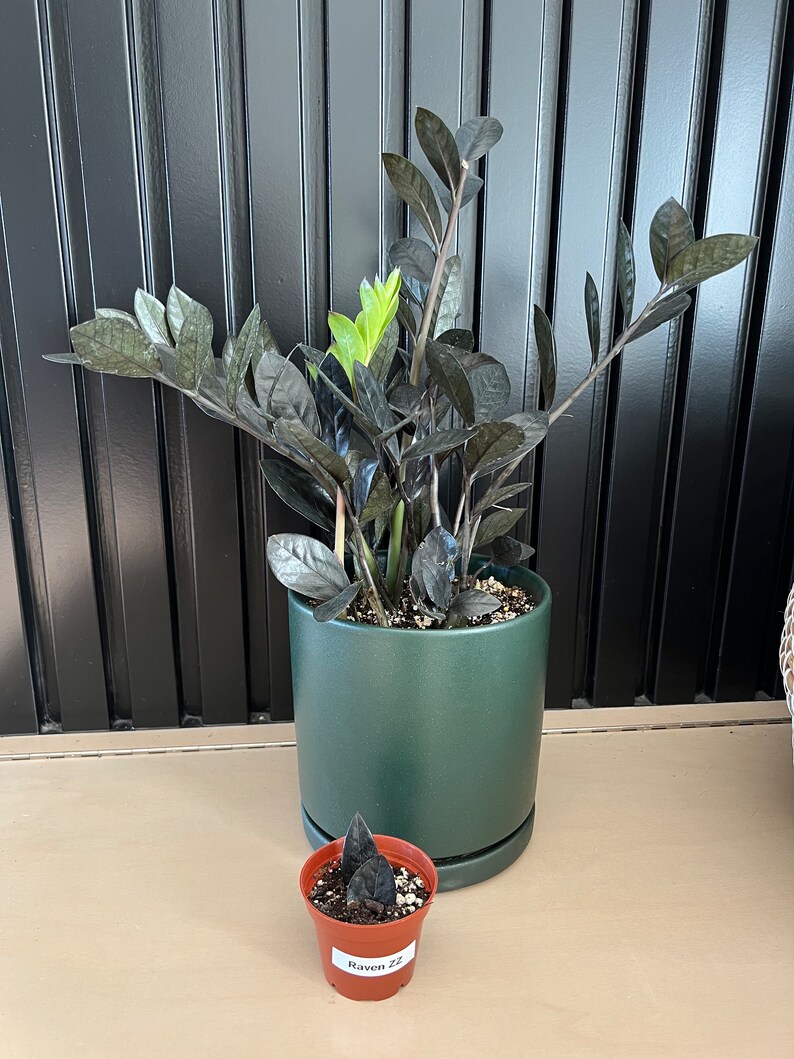 Raven ZZ zamioculcas Zamiifolia raven Live Starter Plant - Etsy