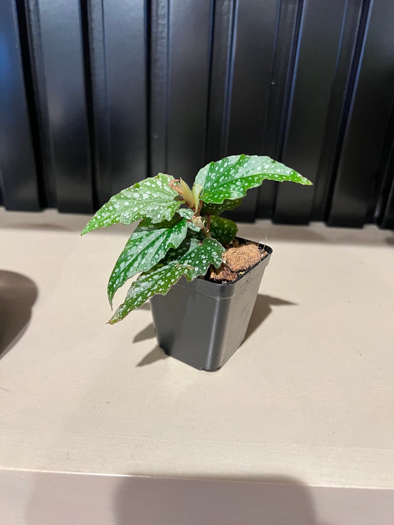Angel Wing Begonia begonia Medora Live Starter House Plant - Etsy