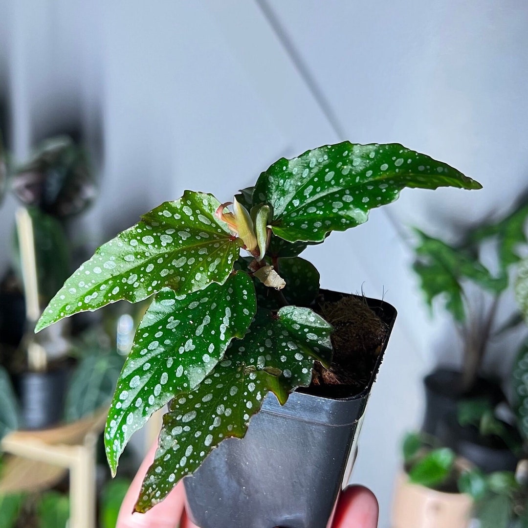 Angel Wing Begonia begonia Medora Live Starter House Plant - Etsy