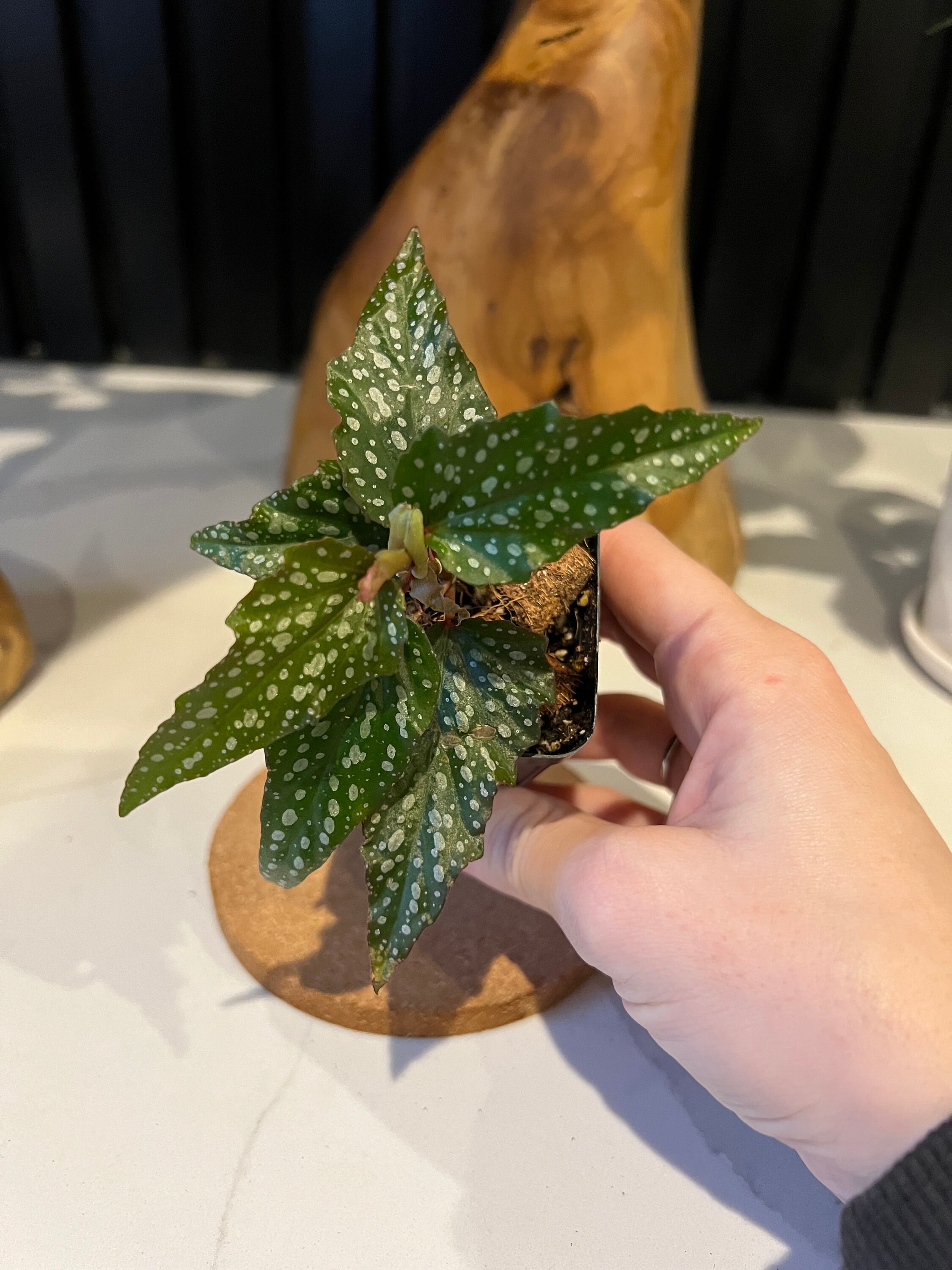 Angel Wing Begonia begonia Medora Live Starter House Plant - Etsy