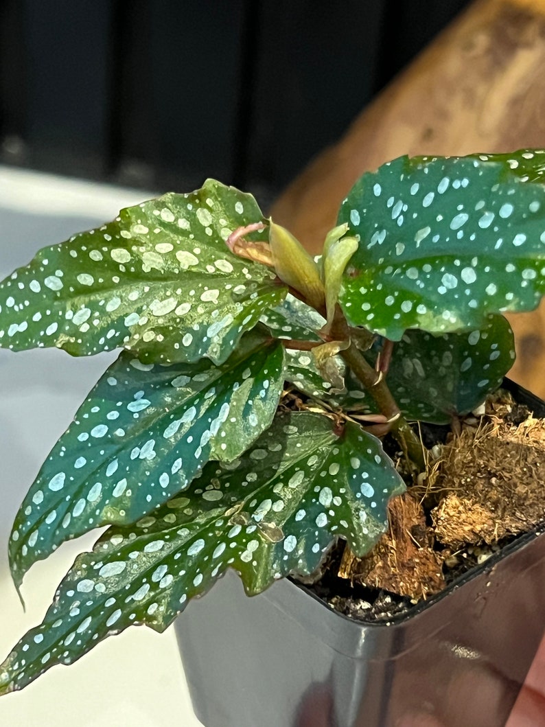 Angel Wing Begonia begonia Medora Live Starter House Plant - Etsy