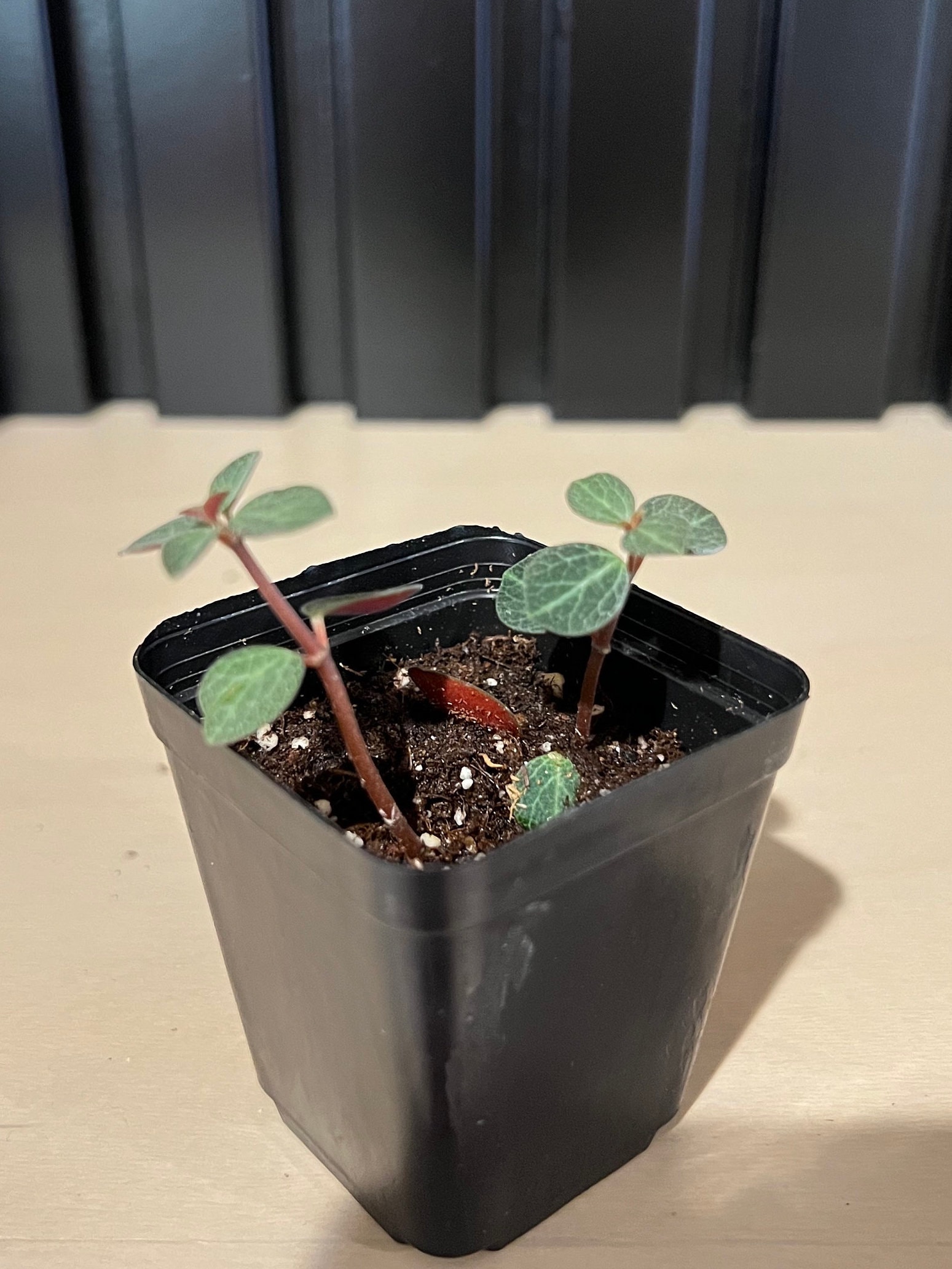 Red Log Plant peperomia Verticillata Live Starter House Plant - Etsy