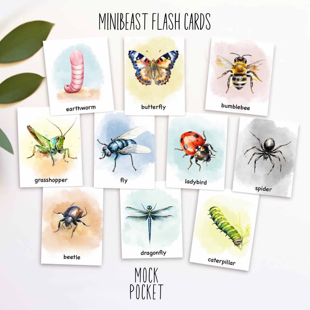 Minibeast Flash Cards Printable Flash Cards School - Etsy Australia
