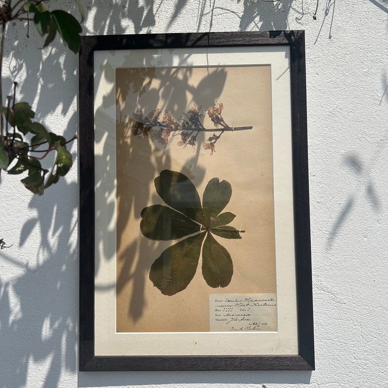 Herbarium Frame - Etsy