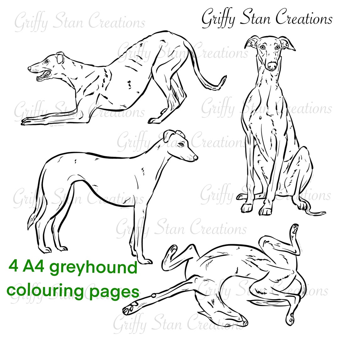 Unique Greyhound Colouring Pages. Sighthound Colouring Sheets ...