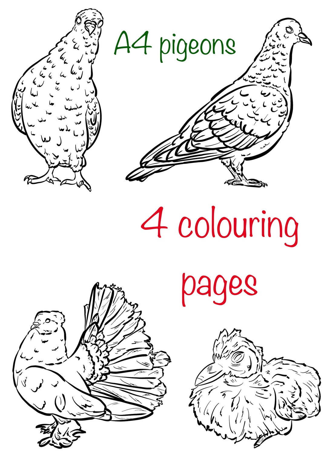 Pigeon Colouring Pages. Pigeon Colouring Sheets. Gifts for Pigeon ...