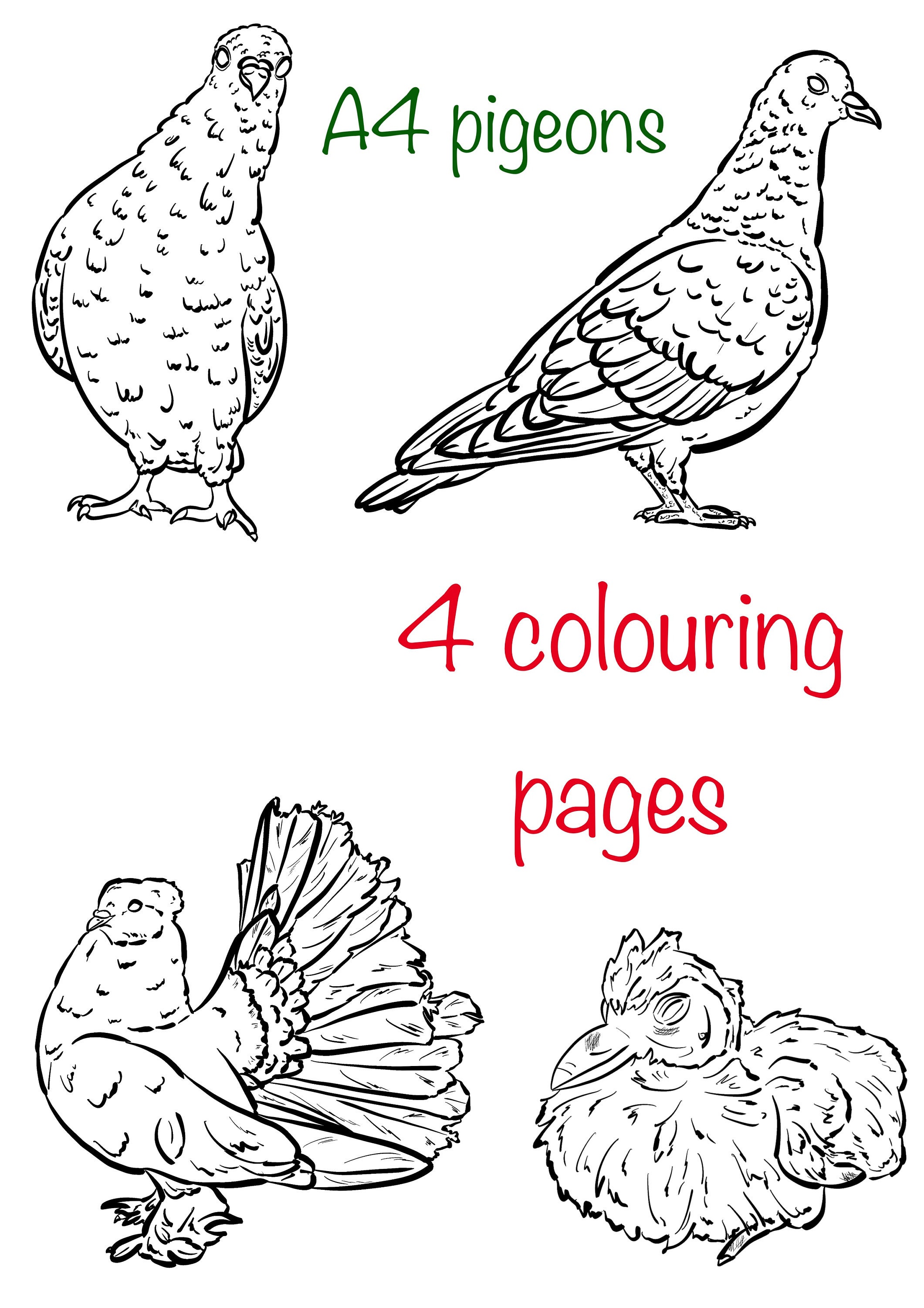 Pigeon Colouring Pages. Pigeon Colouring Sheets. Gifts for Pigeon ...