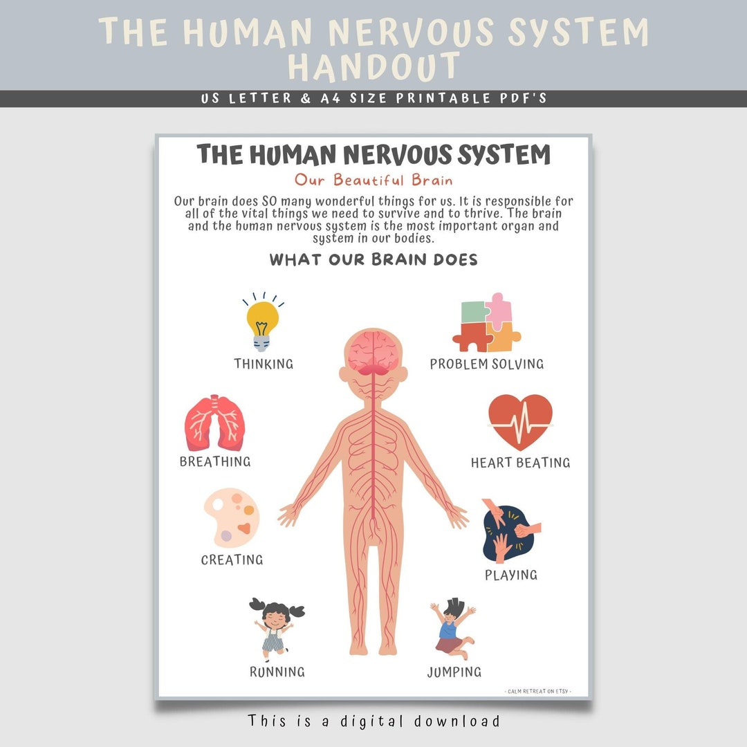 Human Nervous System Printable: Somatic Trauma Responses Poster ...