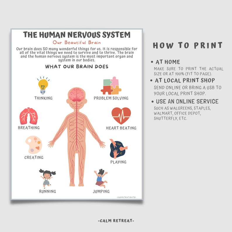 The Human Nervous System Printable, Somatic Poster, Trauma Responses ...