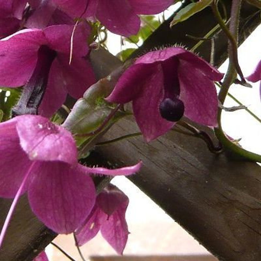 Purple Bell Vine rhodochiton Atrosanguineus Flowers 1st Year - Etsy Canada