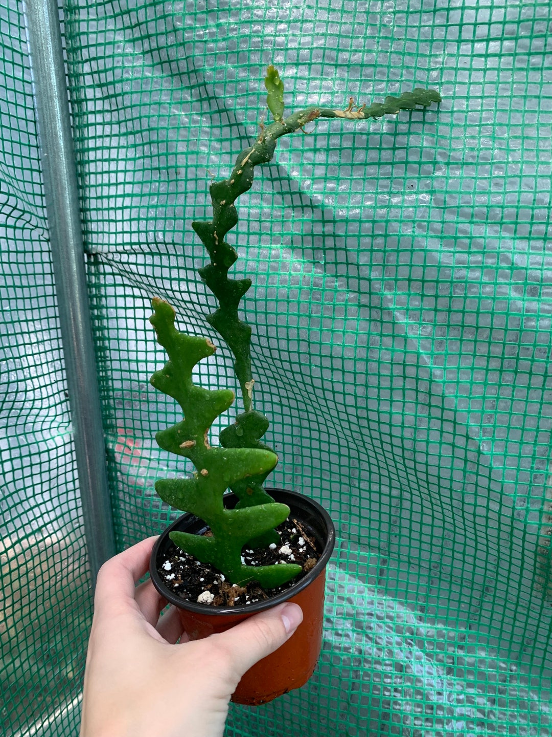 Ric Rac/ Fishbone/ Epiphyllum Cactus - Etsy