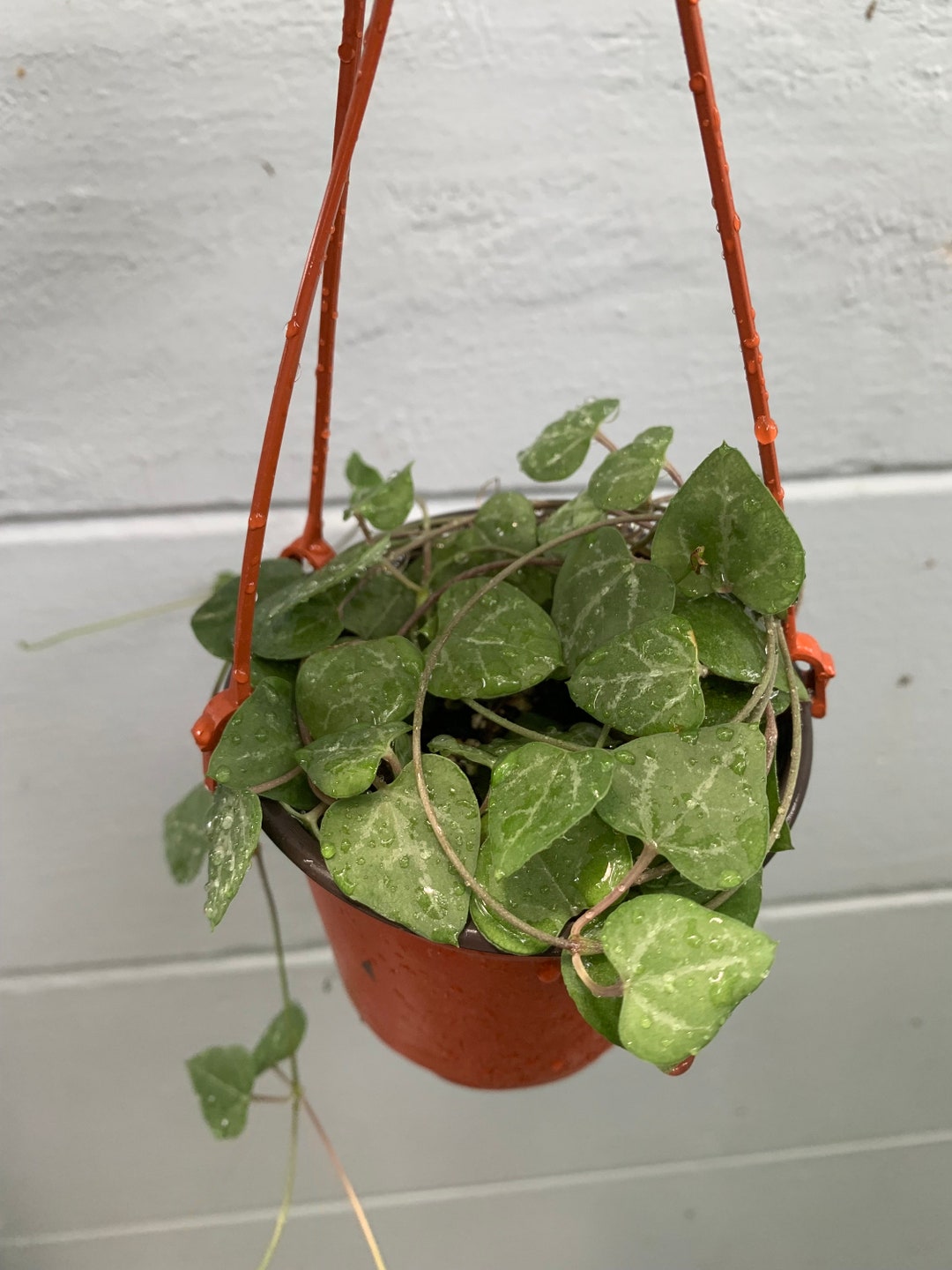 String of Spades Live Plant - Etsy