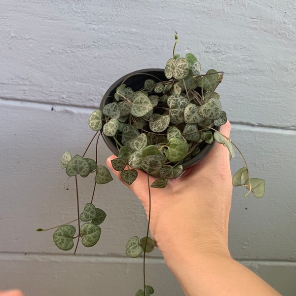 String of Hearts - Etsy