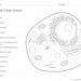 Animal and Plant Cell Coloring Worksheets (spanish Translation ...