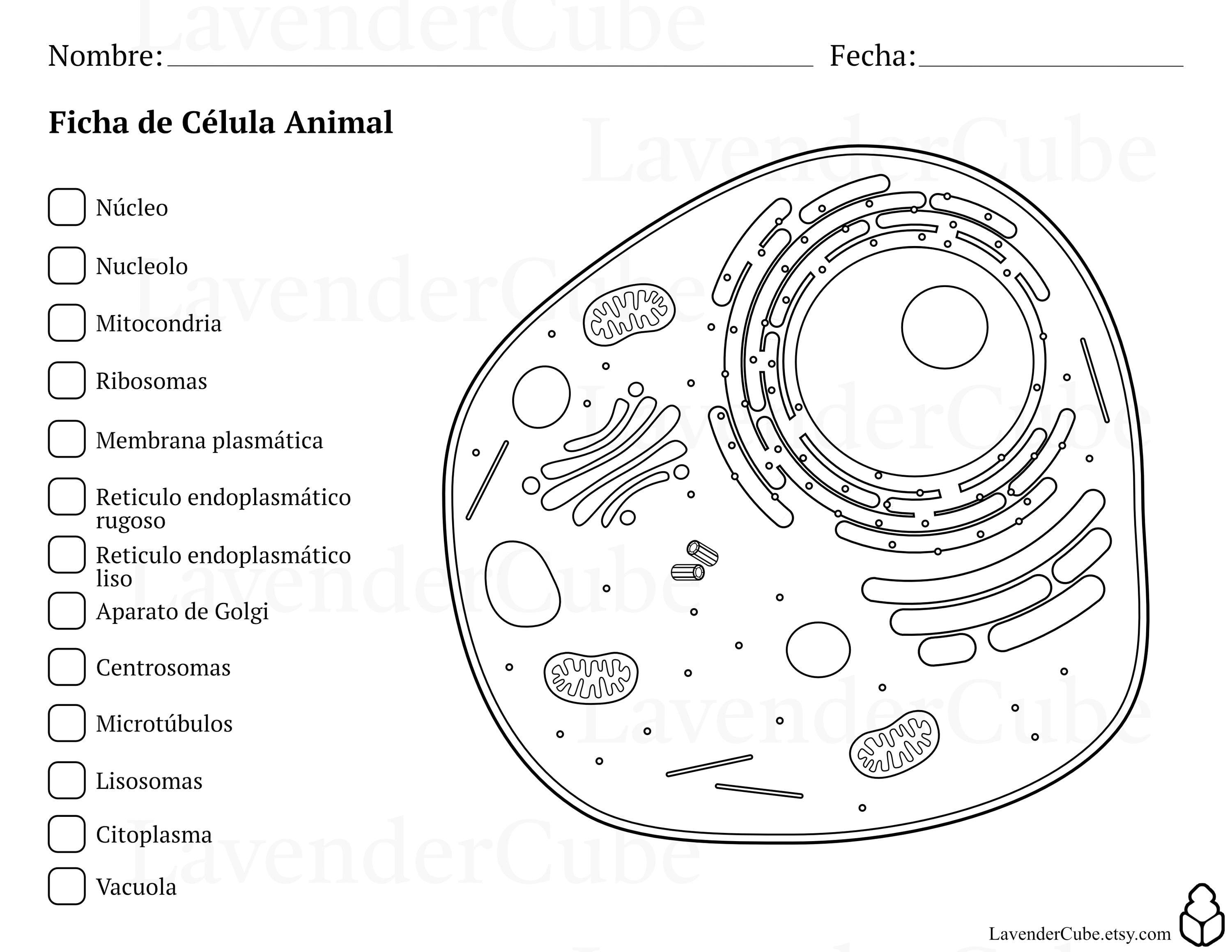 Animal and Plant Cell Coloring Worksheets (spanish Translation ...