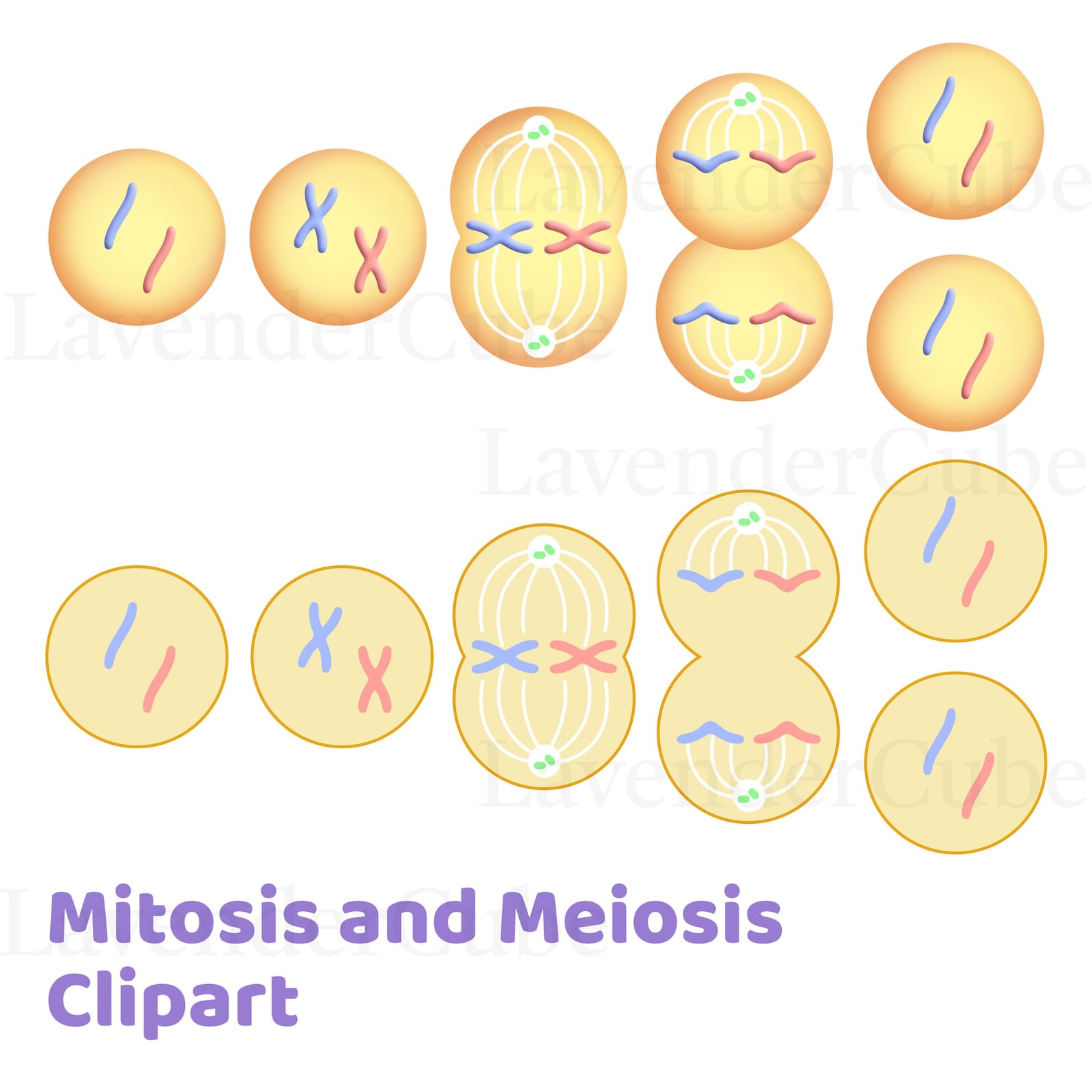 Mitosis and Meiosis Clipart - Digital Download - 300 Dpi - Png - Etsy