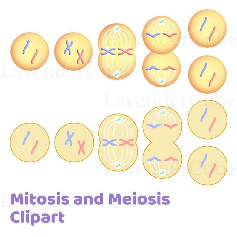 Mitosis and Meiosis Clipart - Digital Download - 300 Dpi - Png - Etsy