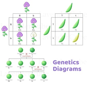 Genetics Diagrams: Mendel's Pea Plant Punnett Squares (digital Download ...