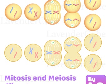Cell Diagram and Parts of the Cell Clipart - Digital Download - 300 DPI ...