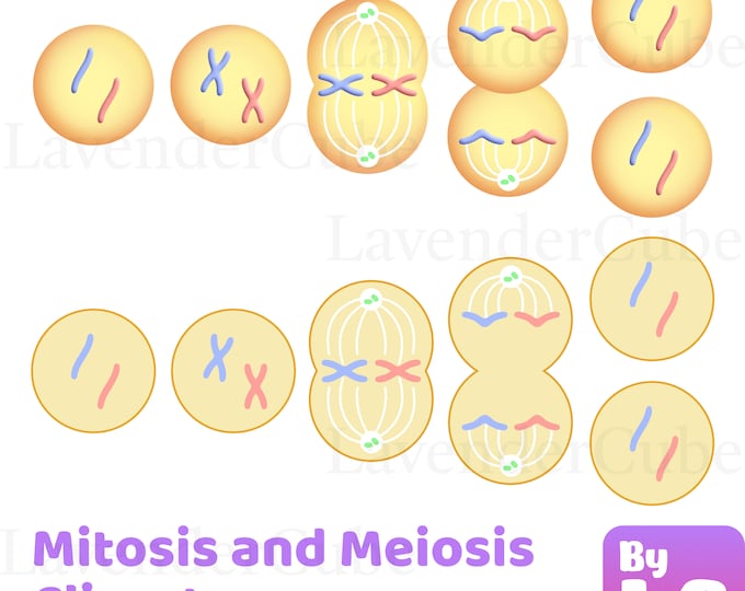 Mitosis Cell Division Foldable Cut and Paste Science Activity and Printable Worksheets Posters ...