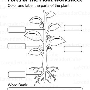 Parts of the Plant Coloring Worksheet - Plant Diagram - Homeschool ...