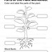 Parts of the Plant Coloring Worksheet - Plant Diagram - Homeschool ...