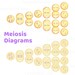 Mitosis and Meiosis Clipart - Digital Download - 300 Dpi - Png - Etsy