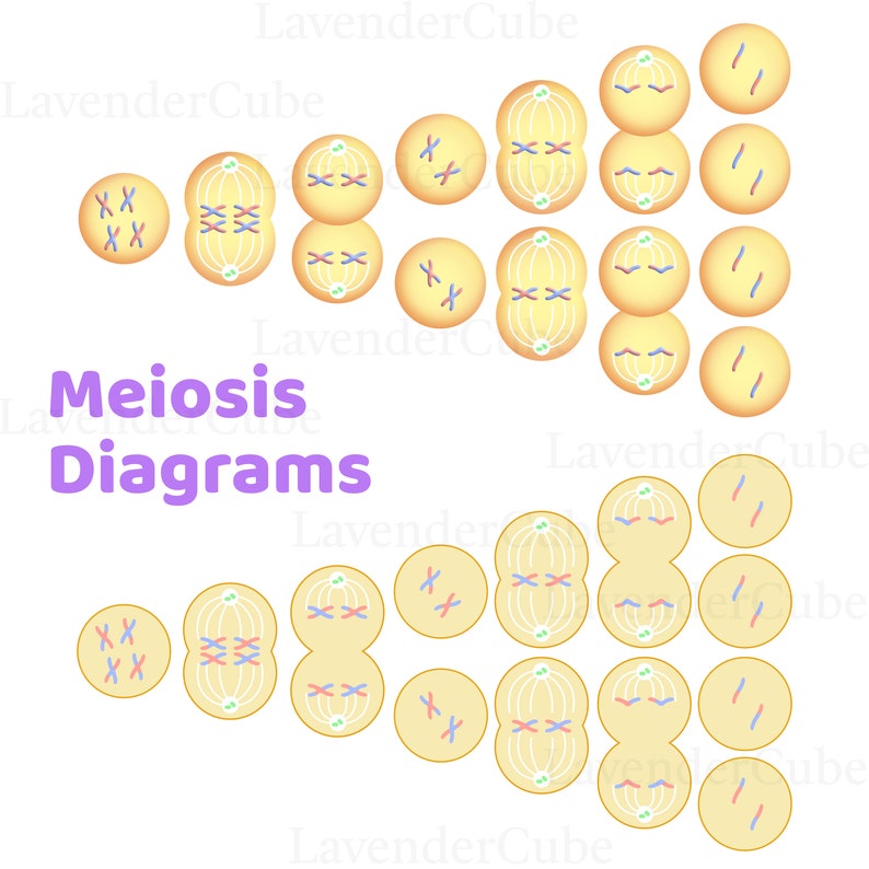 Mitosis and Meiosis Clipart - Digital Download - 300 Dpi - Png - Etsy