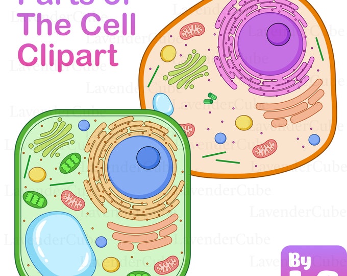 Cute Body Cells Clip Art Digital Download, Biology Clip Art , Kawaii ...