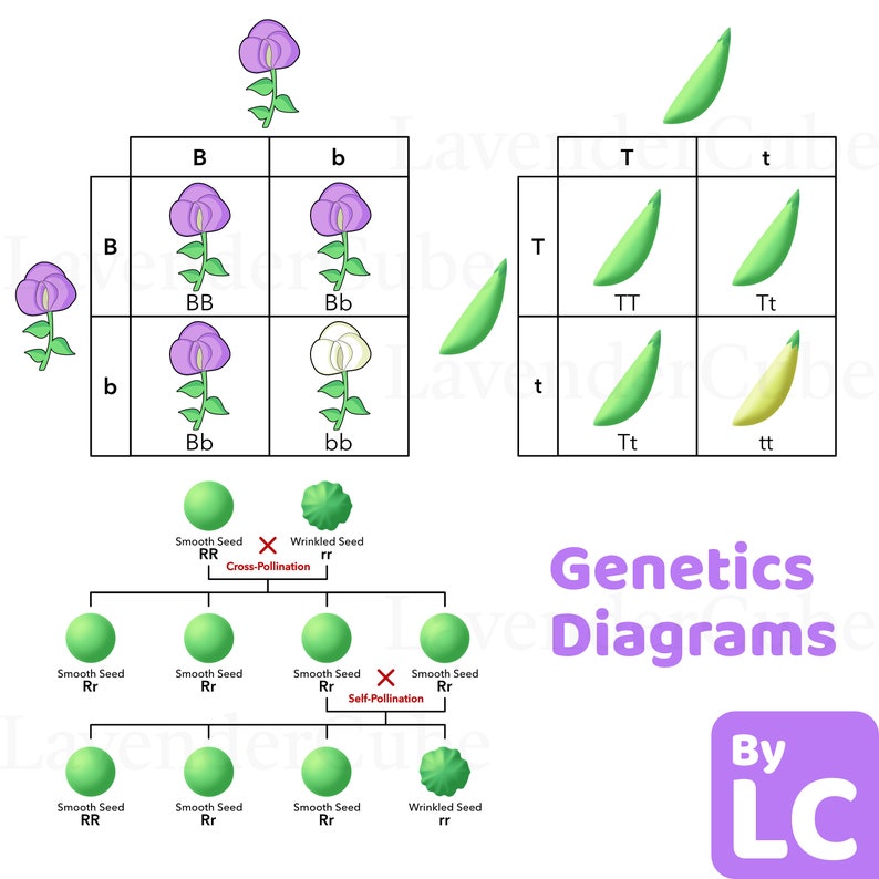 Genetics Diagrams: Mendel's Pea Plant Punnett Squares (digital Download ...