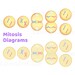Mitosis and Meiosis Clipart - Digital Download - 300 Dpi - Png - Etsy