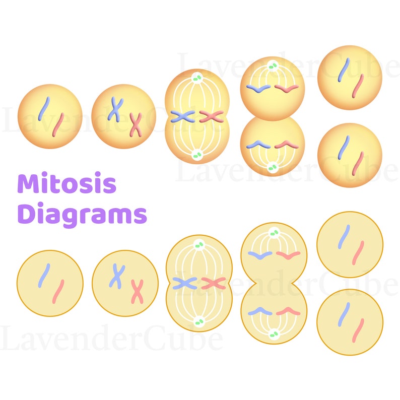Mitosis and Meiosis Clipart - Digital Download - 300 Dpi - Png - Etsy