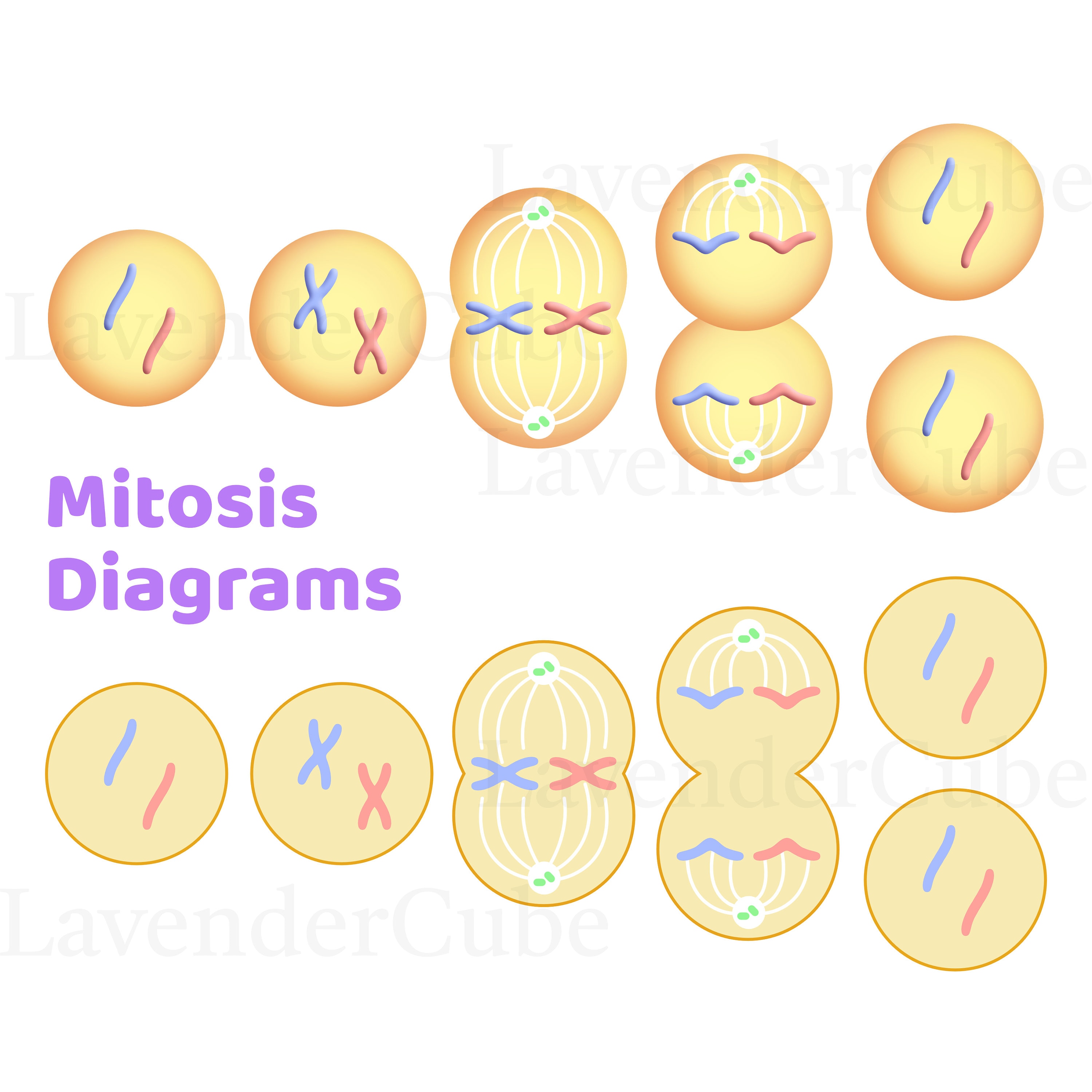 Mitosis and Meiosis Clipart - Digital Download - 300 Dpi - Png - Etsy