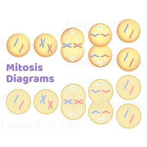 Mitosis and Meiosis Clipart - Digital Download - 300 Dpi - Png - Etsy