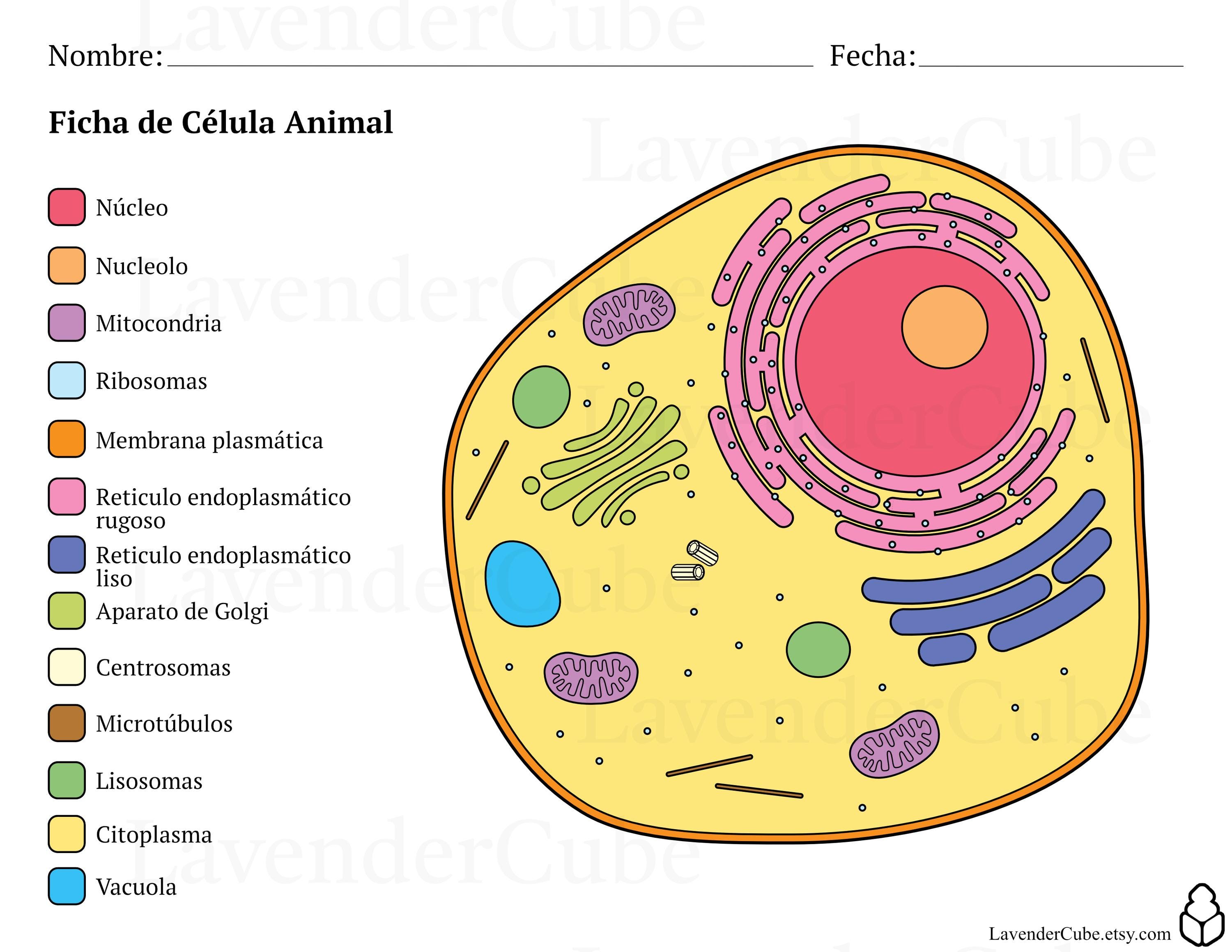 Animal and Plant Cell Coloring Worksheets (spanish Translation ...