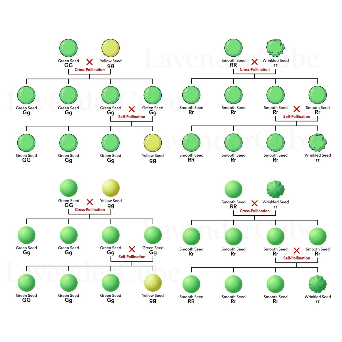 Genetics Diagrams: Mendel's Pea Plant Punnett Squares (digital Download ...