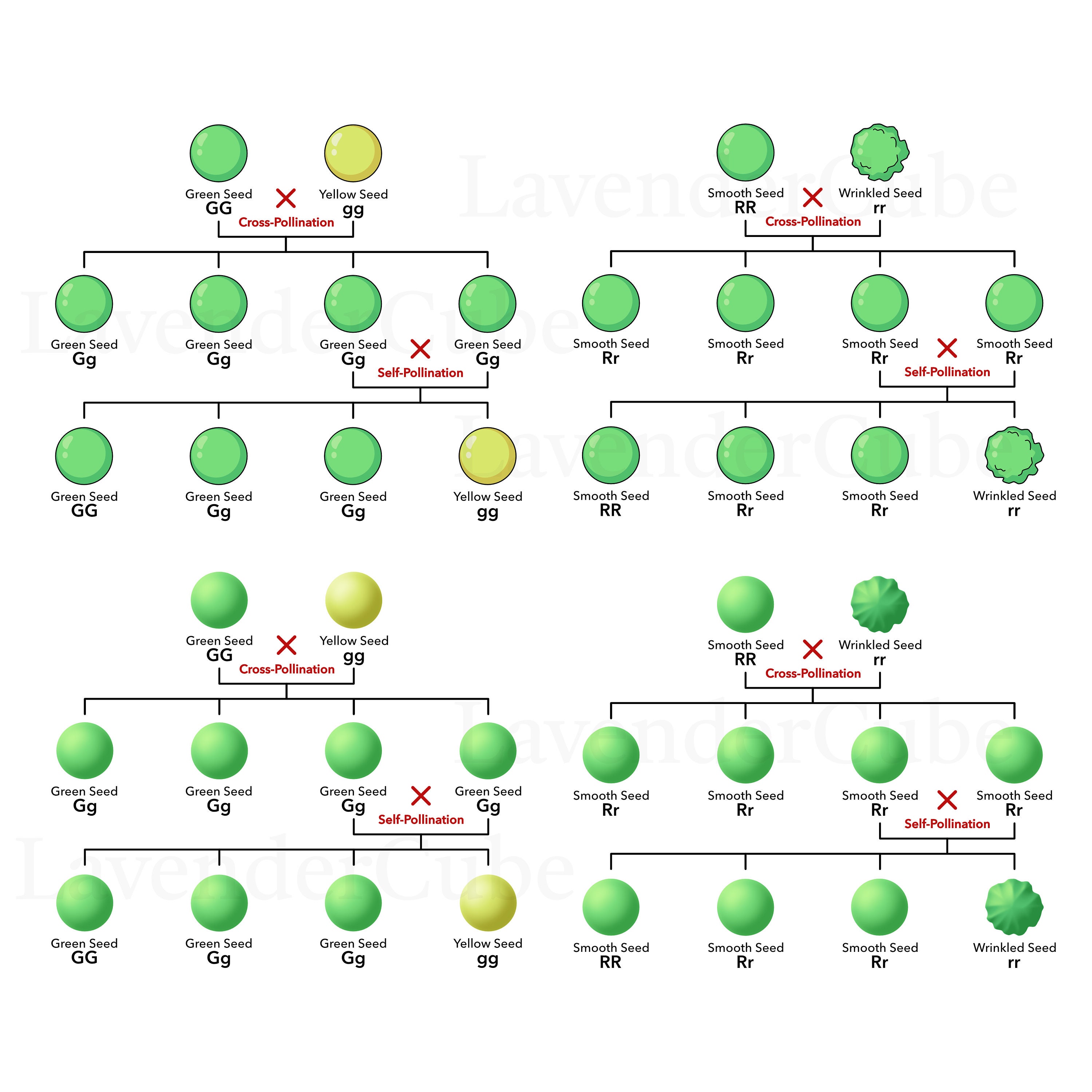 Genetics Diagrams: Mendel's Pea Plant Punnett Squares (digital Download ...