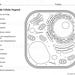 Animal and Plant Cell Coloring Worksheets (spanish Translation ...