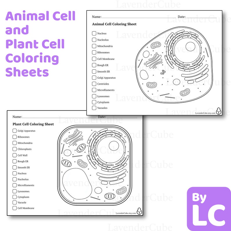 Animal and Plant Cell Coloring Worksheets - Digital Download - 300 DPI ...