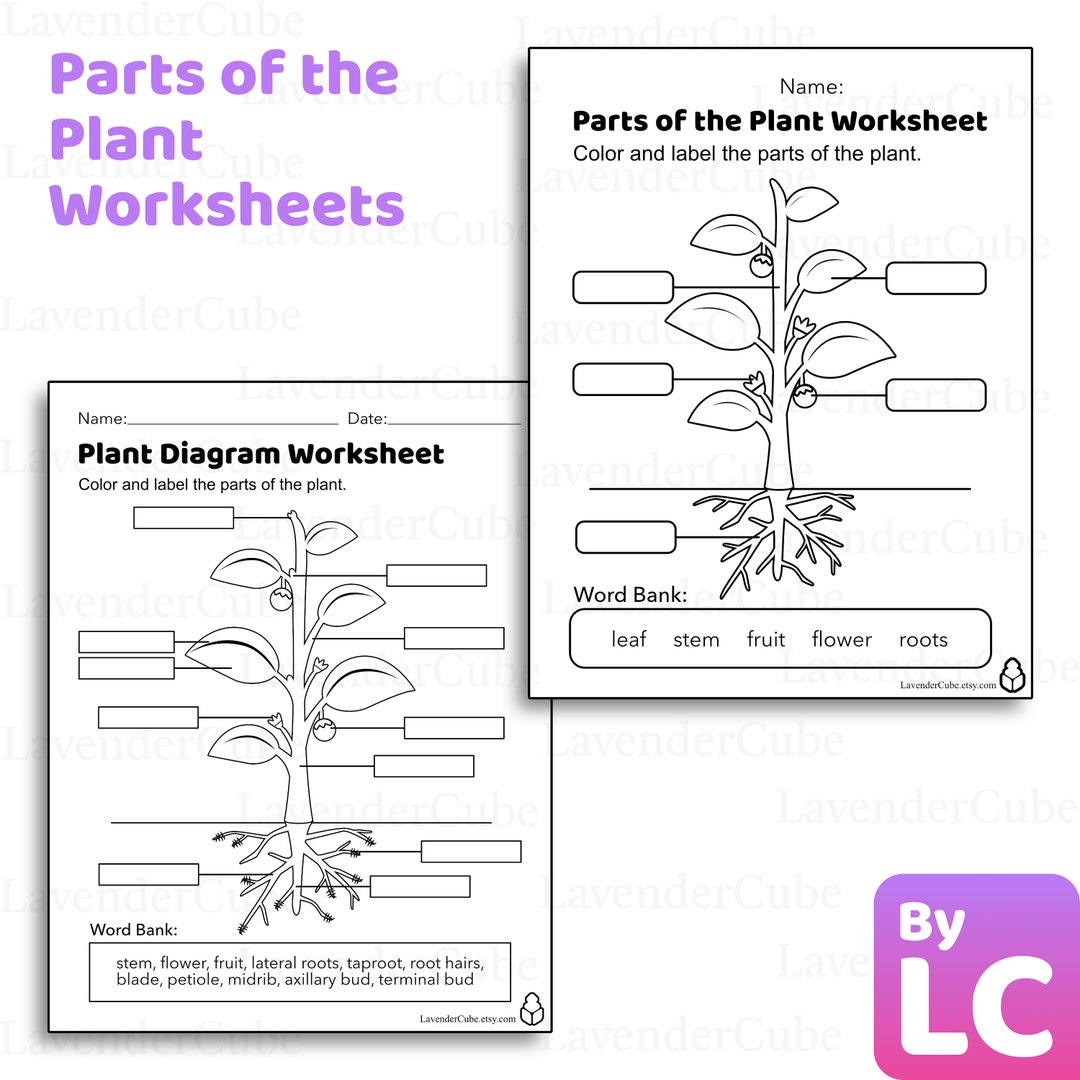 Parts of the Plant Coloring Worksheet - Plant Diagram - Homeschool ...
