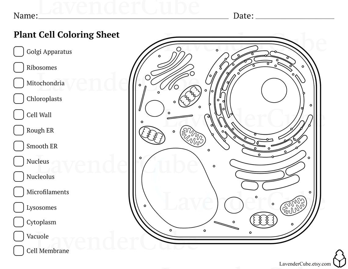 Animal and Plant Cell Coloring Worksheets - Digital Download - 300 DPI ...