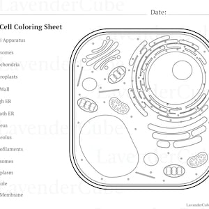 Animal and Plant Cell Coloring Worksheets - Digital Download - 300 DPI ...