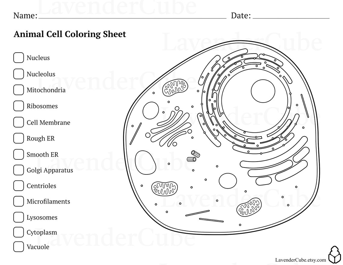 Animal and Plant Cell Coloring Worksheets - Digital Download - 300 DPI ...