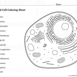Animal and Plant Cell Coloring Worksheets - Digital Download - 300 DPI ...