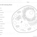 Animal and Plant Cell Coloring Worksheets - Digital Download - 300 DPI ...