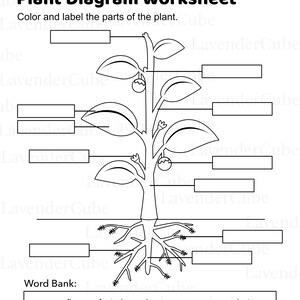 Parts of the Plant Coloring Worksheet - Plant Diagram - Homeschool ...