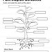 Parts of the Plant Coloring Worksheet - Plant Diagram - Homeschool ...
